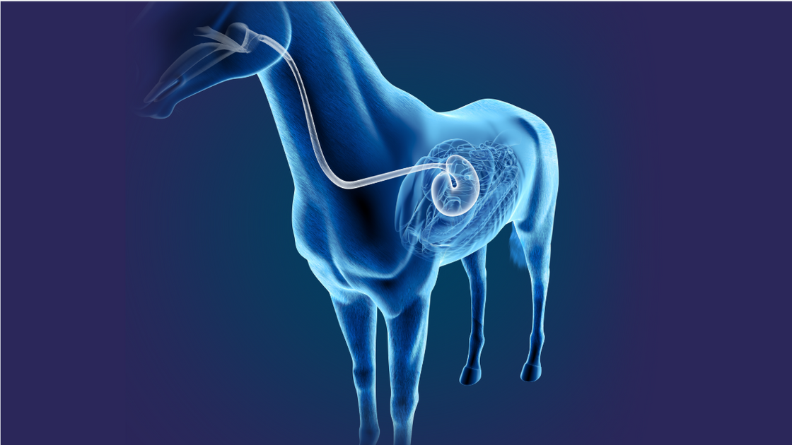 Equine Gastric Ulcers – An In-Depth Look – Equine America EU